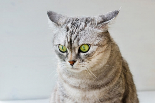 Why Do Cats Put Their Ears Back? (A Veterinarian Explains) - Cats.com