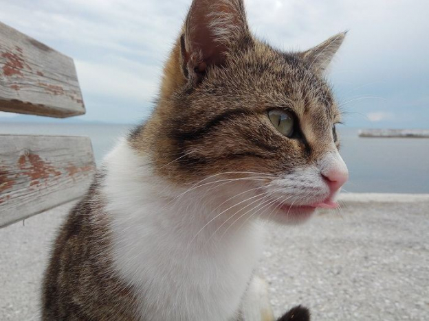 Why Do Cats “Blep”? A Veterinarian Explains - Cats.com