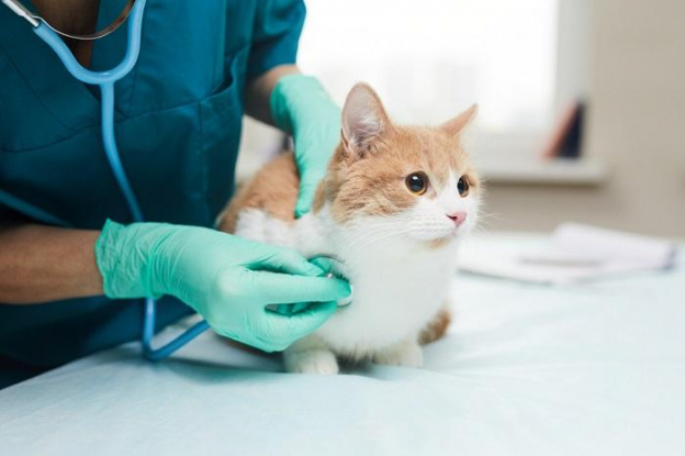 How To Stop Your Cat From Spilling Water Out Of Their Bowl (7 Simple ...