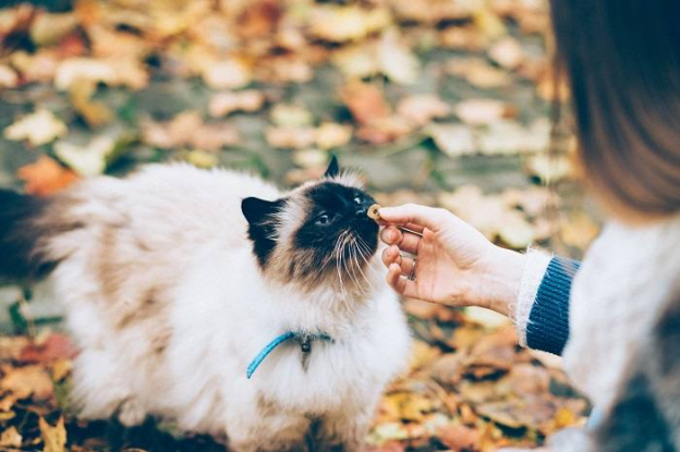 Are Fruits And Vegetables Safe For Cats? What Every Cat Owner Should ...