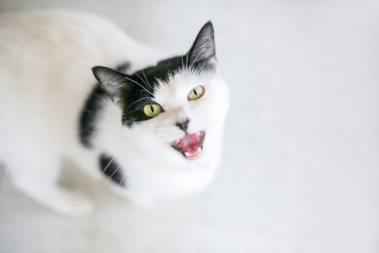 What Is Caterwauling and Why Do Cats Do It? - Cats.com