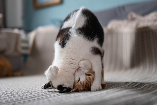 Why Do Cats Bite Each Other's Necks? - Cats.com