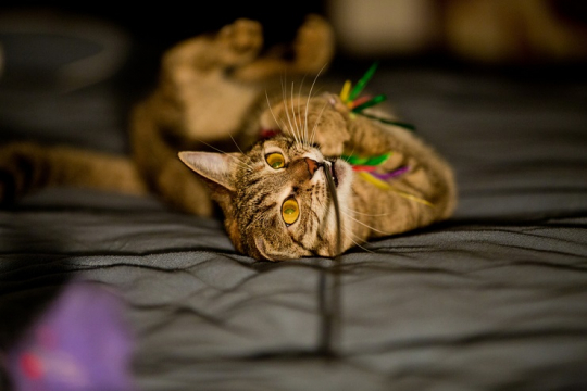 Pica In Cats: Causes, Symptoms, & Treatment - Cats.com