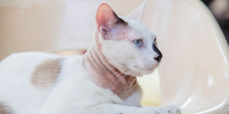 Tresaderm for Cats: Overview, Dosage & Side Effects - Cats.com