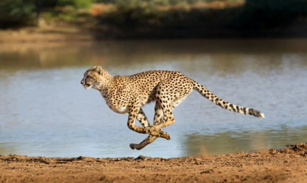 15 Little-Known Facts About Big Cats