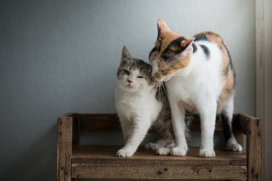 Do Cats Get Jealous Of Other Cats? Yes, They Actually do... (A ...