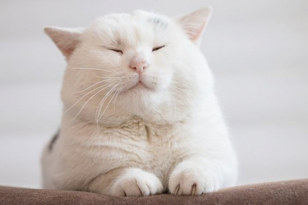 Feline Obesity - Causes, Symptoms & Treatment - Cats.com