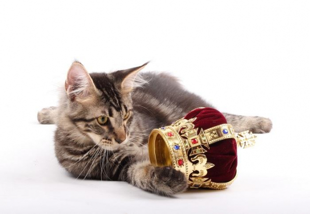150 Best Royal Cat Names for Regal and Noble Kittens - Cats.com