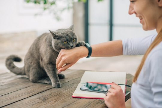 10 Signs Your Cat Really Does Trust You - Cats.com
