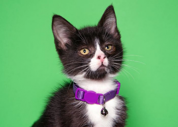 Should My Cat Wear a Collar? - Cats.com