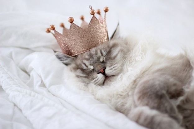 150 Best Royal Cat Names for Regal and Noble Kittens - Cats.com