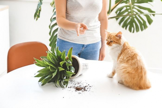 Do Cats Get Their Feelings Hurt? - Cats.com