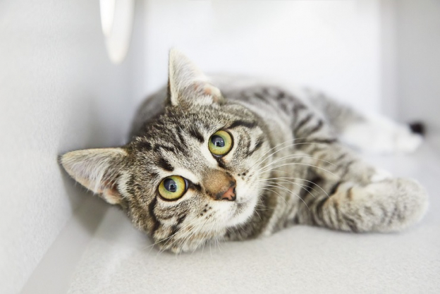 Skin Lumps and Bumps in Cats: Causes, Symptoms, & Treatment - Cats.com