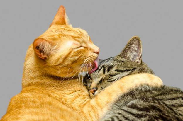 How To Tell Which Cat Is Dominant - Cats.com