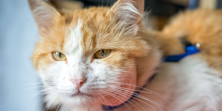 Abscesses in Cats: Causes, Symptoms, and Treatment - Cats.com