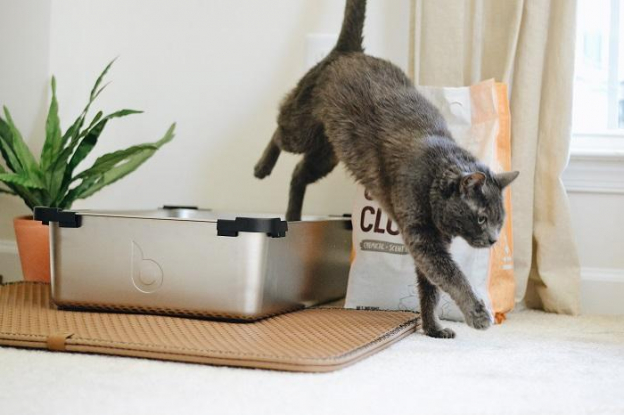 Colitis in Cats: Symptoms, Causes, Diagnosis & Treatment - Cats.com