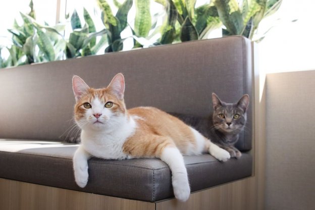 Is My Cat Bored? 9 Signs To Watch Out For - Cats.com