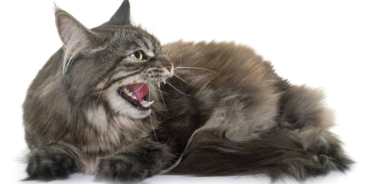 How To Tell If A Cat Is Angry Cats How To Tell If A Cat Is Angry Cats
