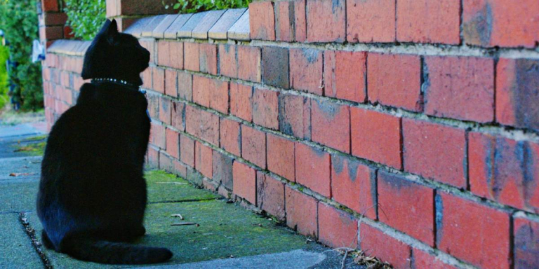 Why Is My Cat Staring at the Wall? (A Vet Explains) - Cats.com