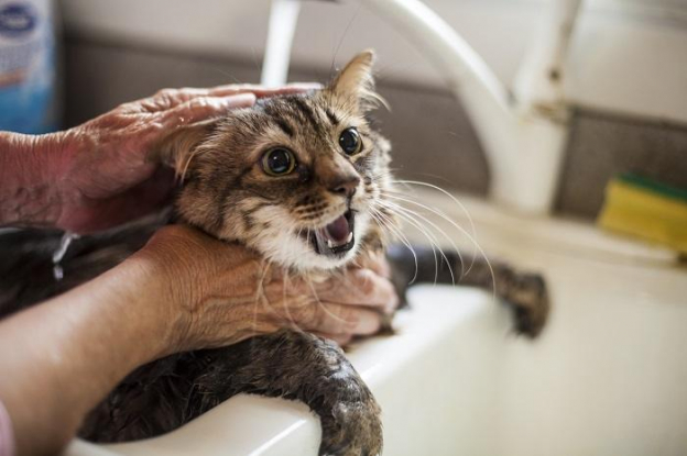 Do Cats Really Have Webbed Feet? - Cats.com