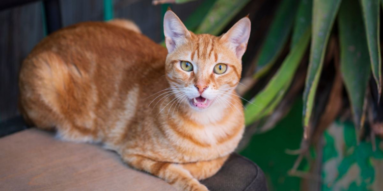Why Do Cats Bob Their Heads? A Veterinarian Explains - Cats.com