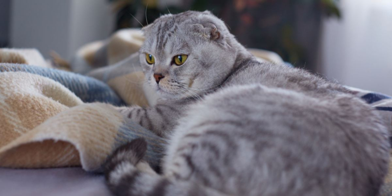 Cat Anal Gland Problems: Causes, Symptoms & Treatment - Cats.com