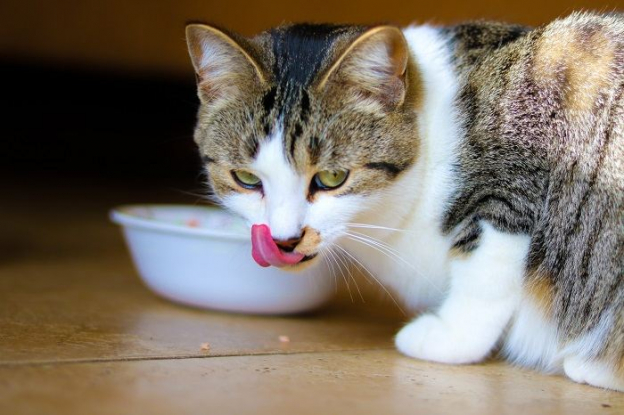 My Cat Ate A Chicken Bone: Should I Worry? - Cats.com