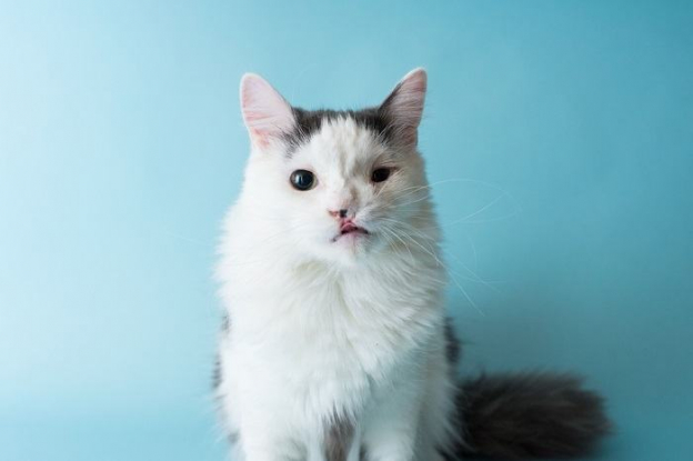 11 Signs That You Need to Get Your Cat To the Emergency Room - Cats.com