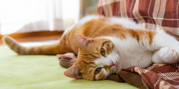 Ataxia in Cats: Causes, Symptoms, and Treatment - Cats.com