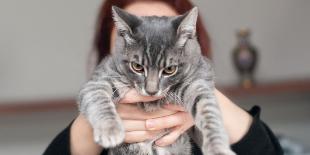 Why Does My Cat Not Like To Be Held? - Cats.com