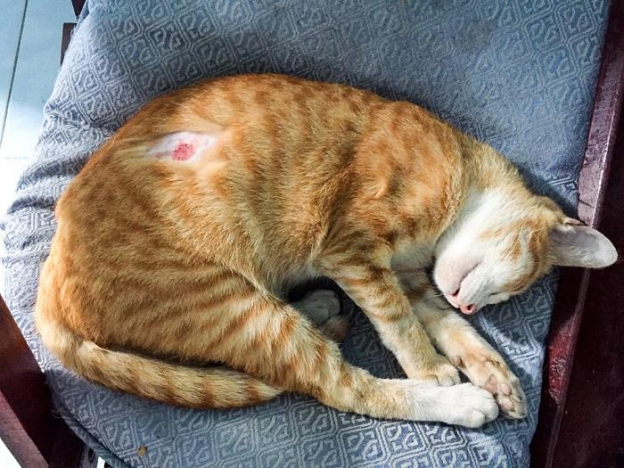 Pneumothorax in Cats (Cat Collapsed Lung) - Cats.com