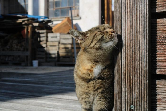 How Much Attention Do Cats Need? A Vet Explains - Cats.com