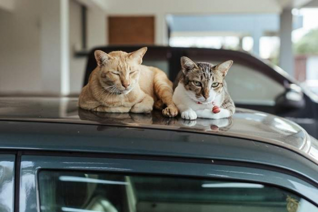 Why Do Cats Like Being Up High? - Cats.com