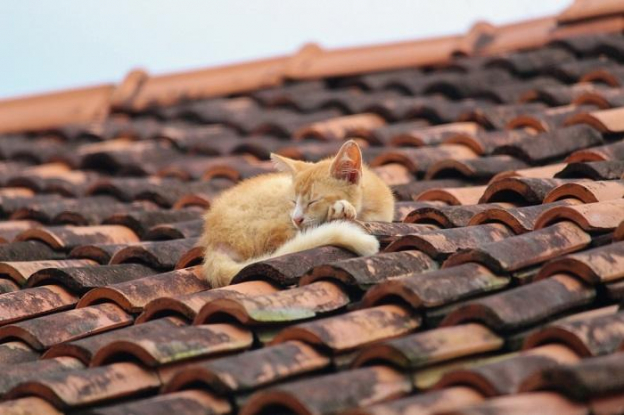 Why Do Cats Lie on Uncomfortable Things? - Cats.com
