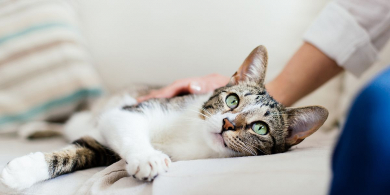 10 Signs Your Cat Really Does Trust You - Cats.com