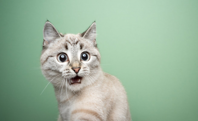 10 Subtle Signs Your Cat Is Frustrated - Cats.com