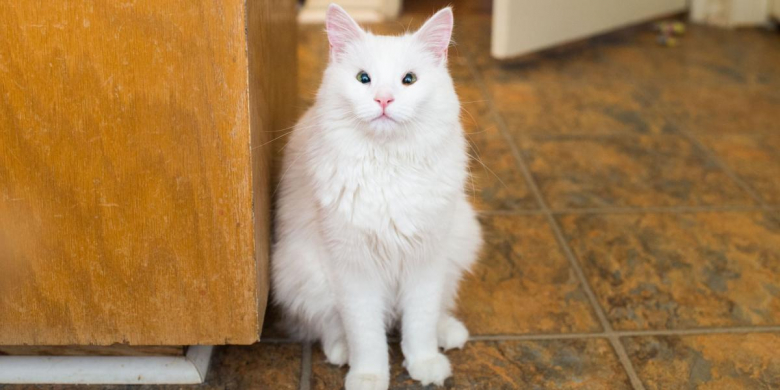 Eyelid Agenesis in Cats: Causes, Symptoms, & Treatment - Cats.com
