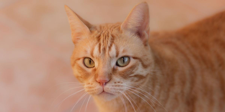 What Are Tomcat Jowls (Cheeks) In Male Cats? - Cats.com