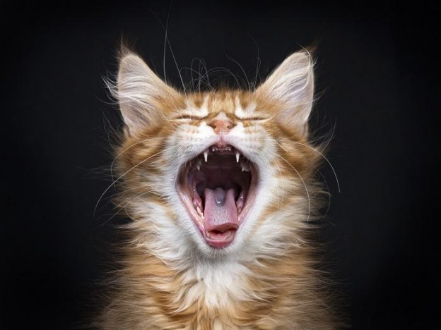 Why Do Cats Yawn? A Veterinarian Explains - Cats.com