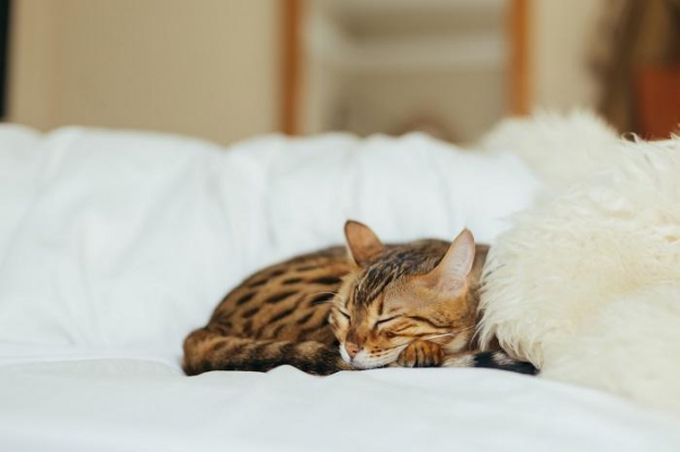 12 Warning Signs Your Cat Is in Pain - Cats.com