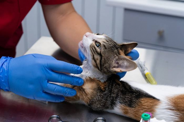 The Complete Guide To Cat Sedatives According to a Vet - Cats.com