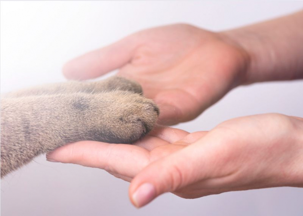 10 Fascinating Facts About Your Cat's Paws - Cats.com