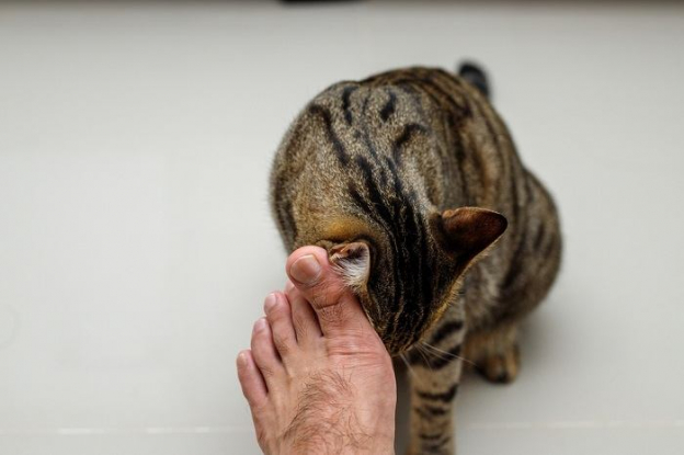 Why Does My Cat Attack My Feet? - Cats.com