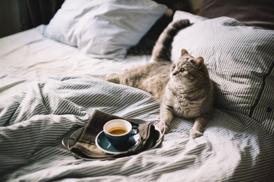 What Scents Do Cats Hate? This List Might Surprise You - Cats.com