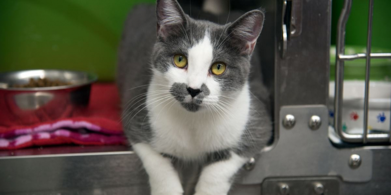 Taurine for Cats: Overview, Dosage & Side Effects - Cats.com