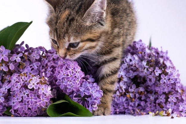 What Scents Do Cats Hate? This List Might Surprise You - Cats.com What Scents Do Cats Hate? This List Might Surprise You - Cats.com