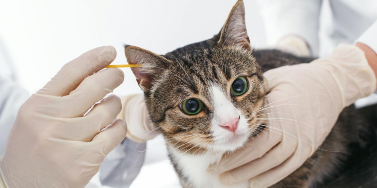 How To Clean a Cat’s Ears: A Simple 10-Step Process - Cats.com