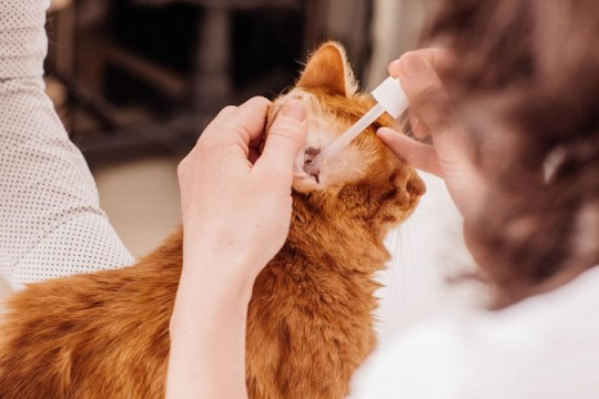 How To Clean a Cat’s Ears: A Simple 10-Step Process - Cats.com