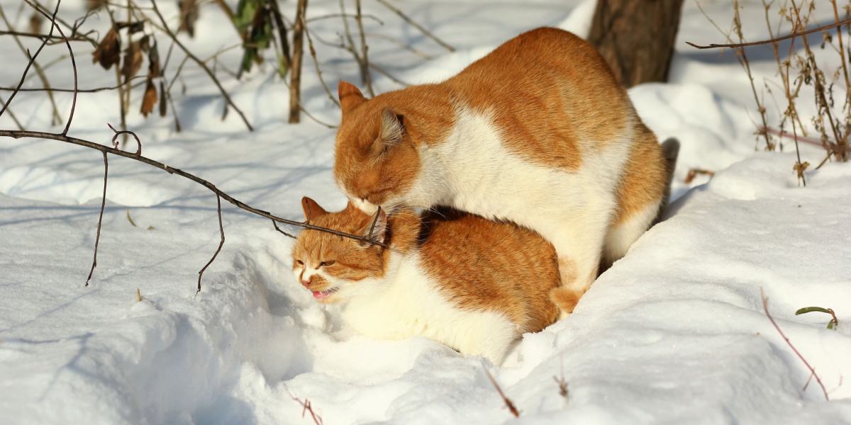 Do Cats Enjoy Sex Mating Cats Do Cats Enjoy Sex Mating Cats