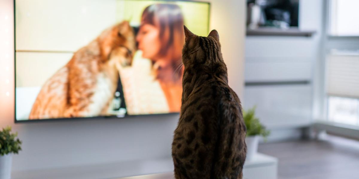 Is Cat TV Really Good For Cats Cats Is Cat TV Really Good For Cats Cats